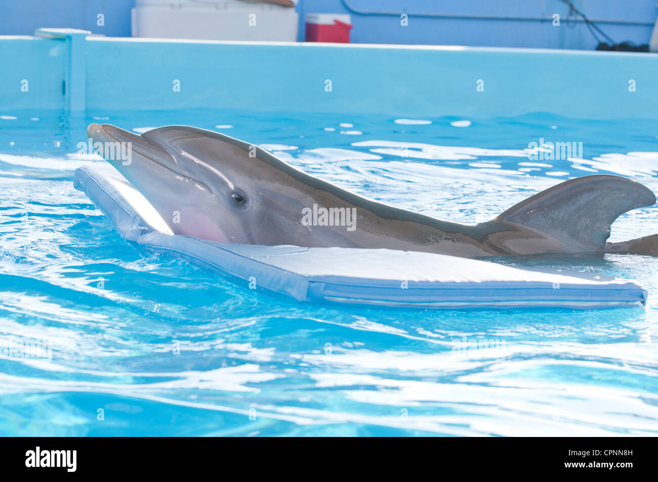 Dolphin tale hi-res stock photography and images - Alamy
