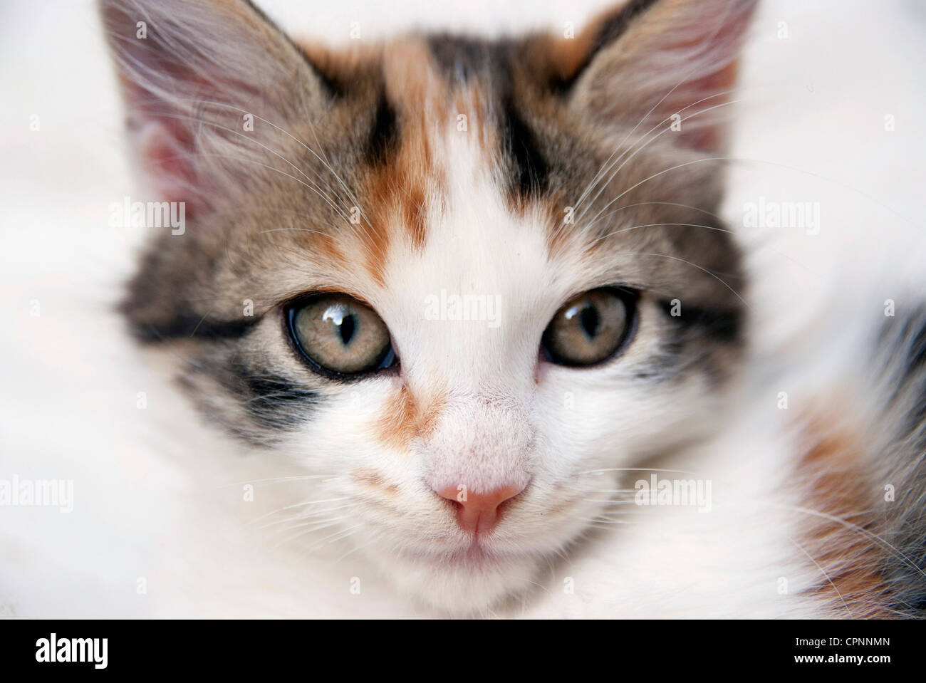 Domestic cat felis catus domesticus hi-res stock photography and images ...