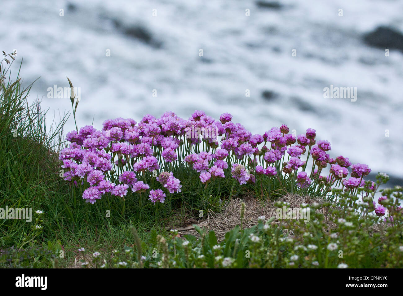 Coastal Wild Flowers on Cliffs of North Devon Stock Photo - Alamy