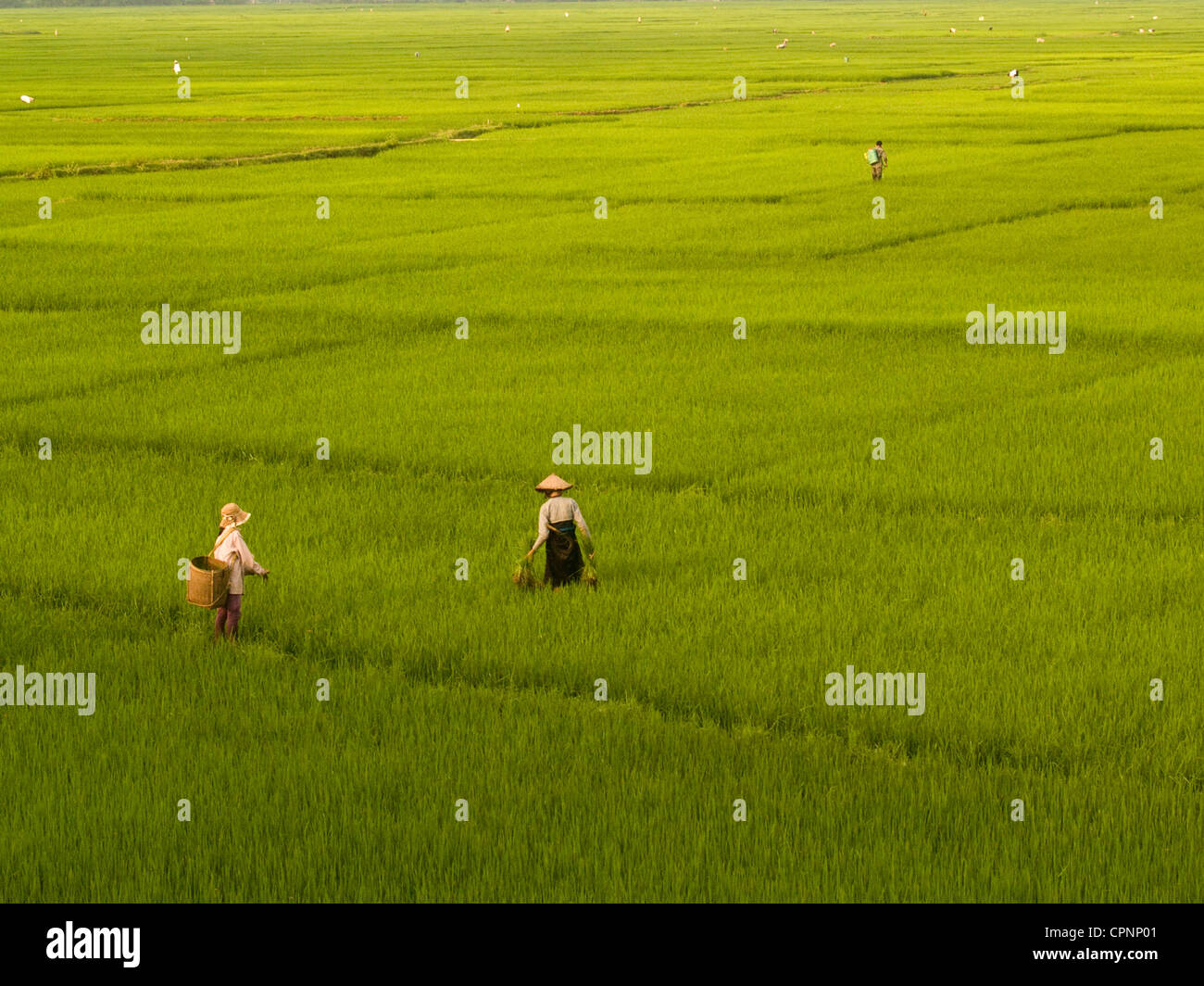 Vietnam field hi-res stock photography and images - Alamy