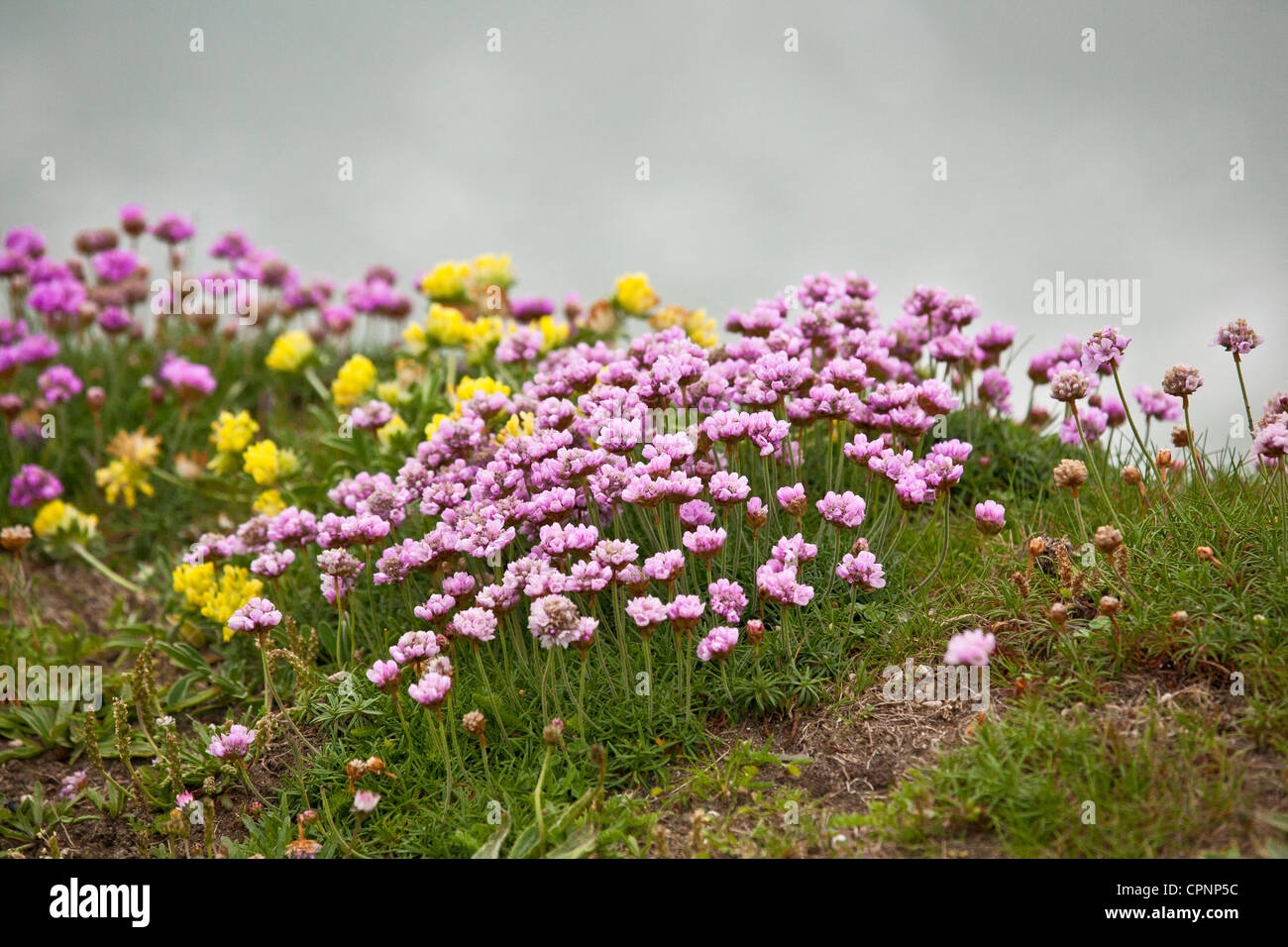 Coastal Wild Flowers on Cliffs of North Devon Stock Photo - Alamy