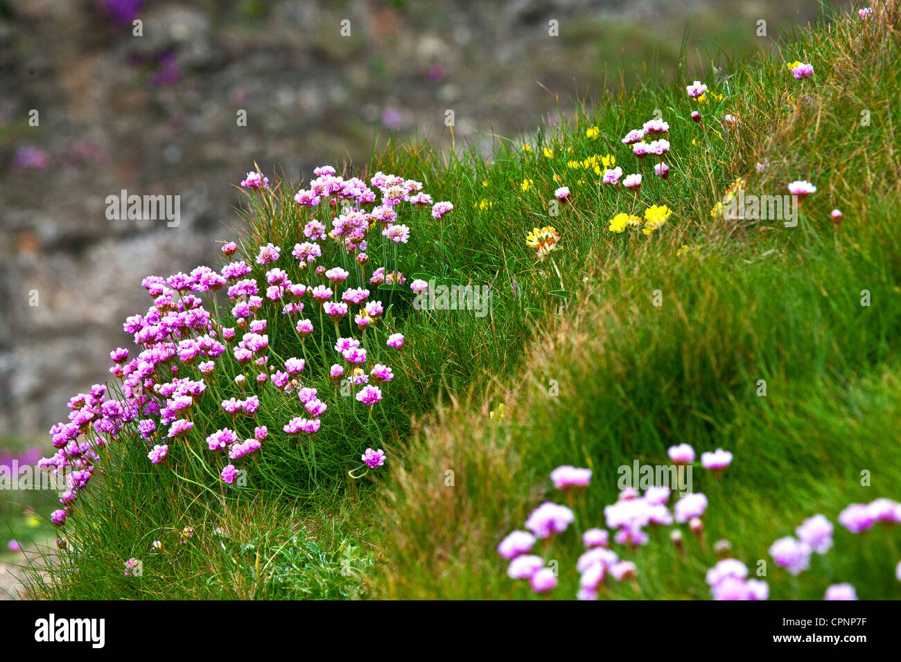 Coastal Wild Flowers on Cliffs of North Devon Stock Photo - Alamy