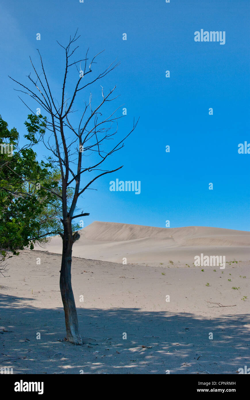 a dead tree in a desert oasis Stock Photo - Alamy