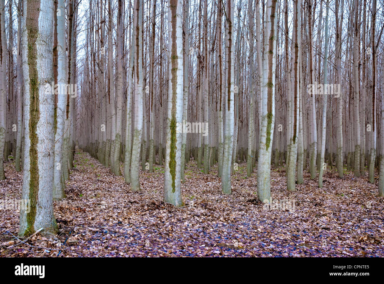 Many trees all in rows at an Oregon tree farm Stock Photo - Alamy
