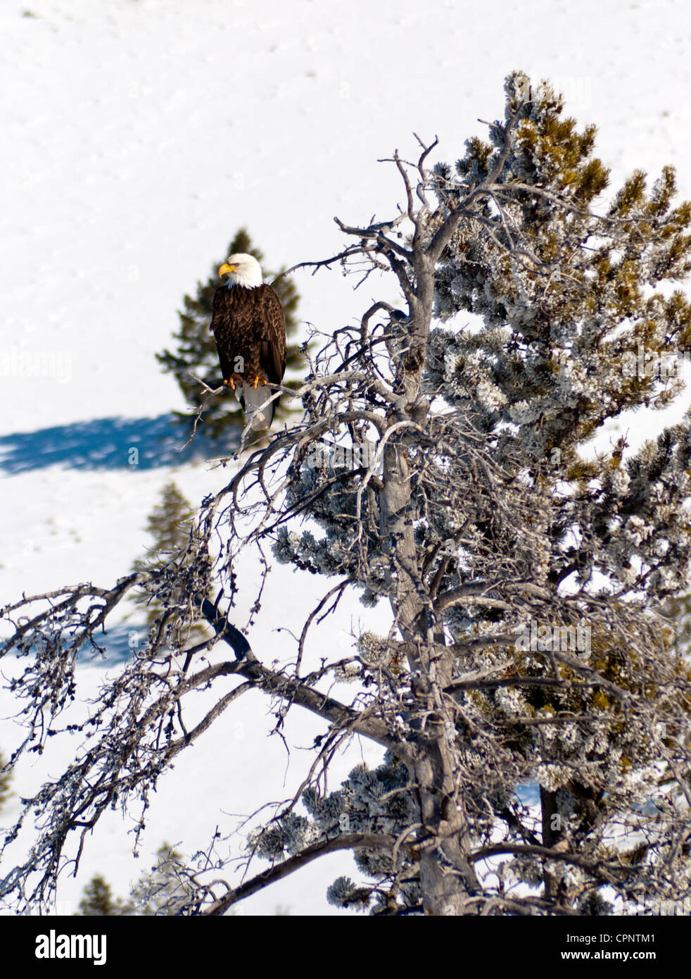 Bald Eagle watches for fish in the winter snow Stock Photo - Alamy