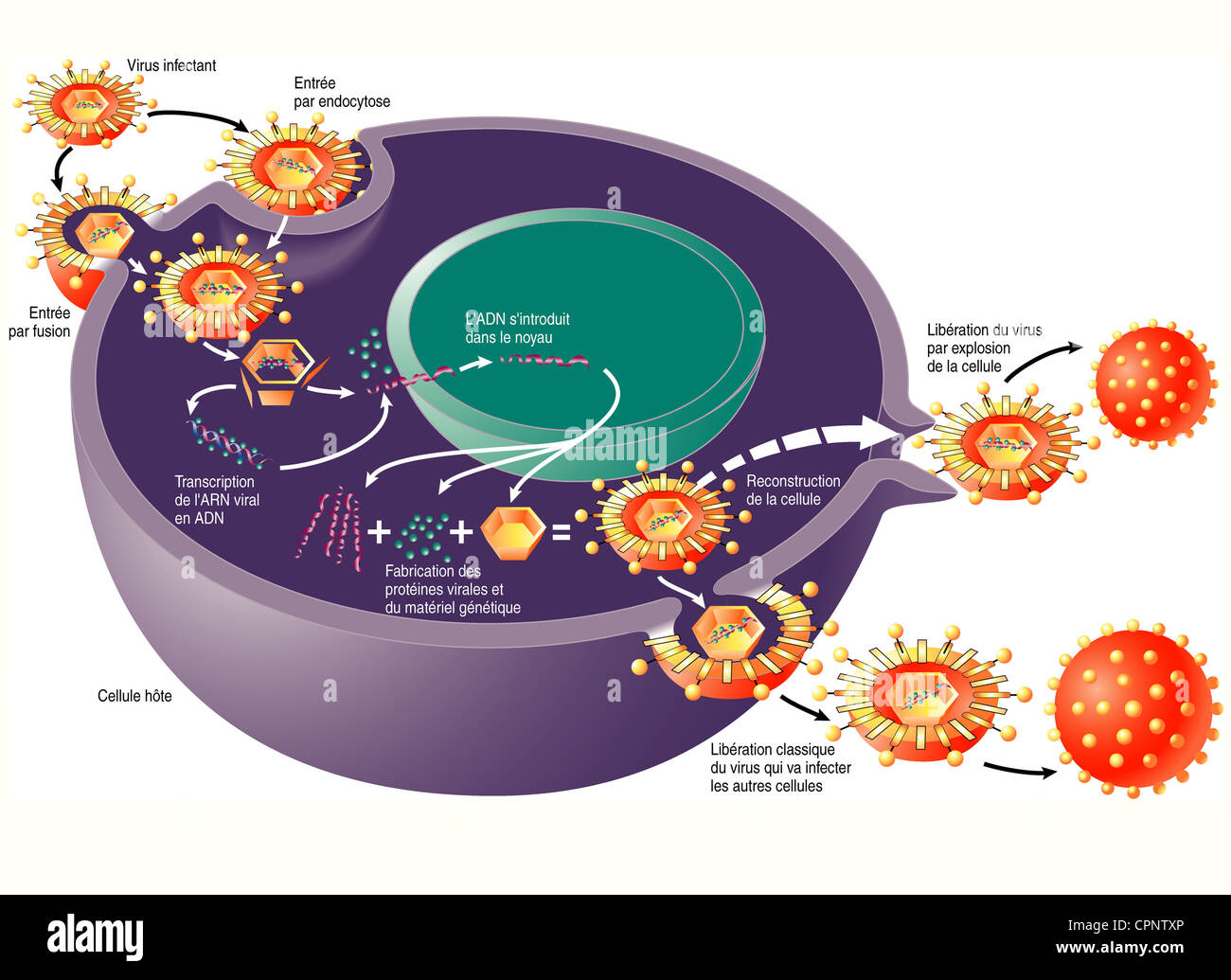 Virus cell membrane hi-res stock photography and images - Alamy
