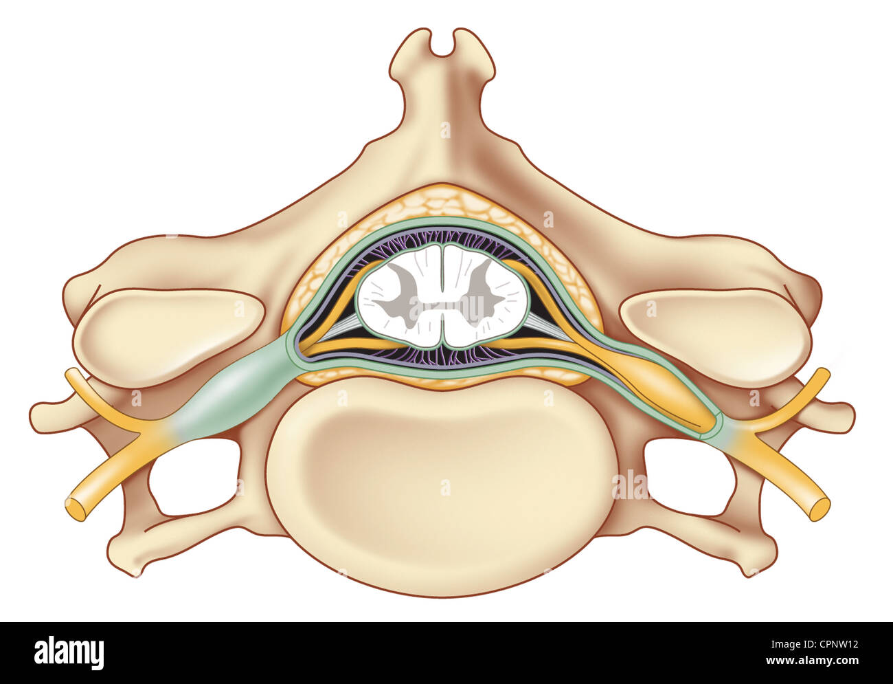 Spinal cord hi-res stock photography and images - Alamy