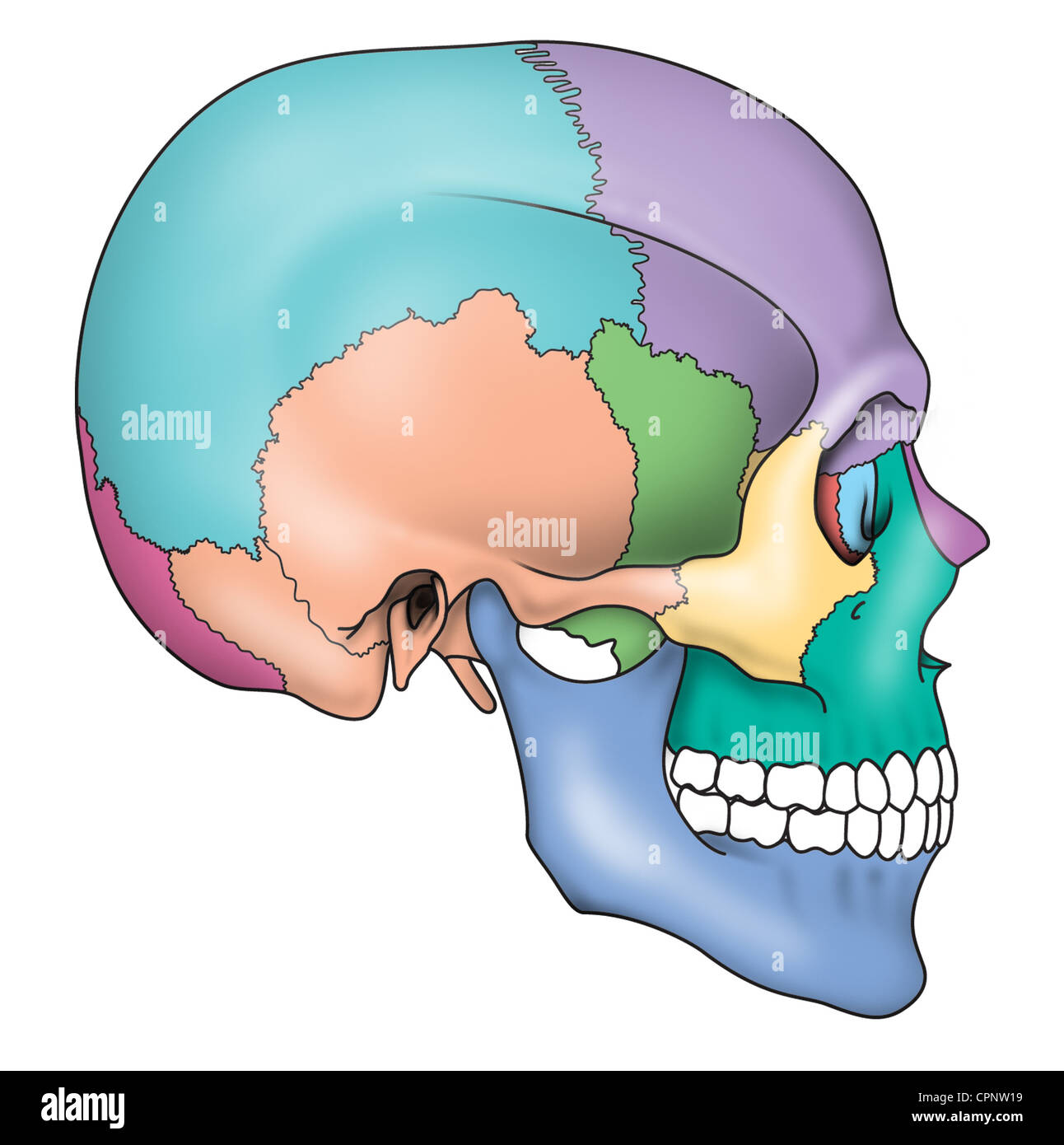 Malar bone hi-res stock photography and images - Alamy