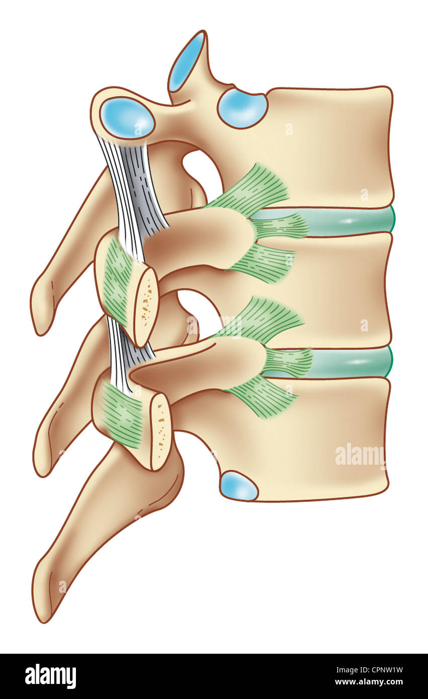 Apophyses hi-res stock photography and images - Alamy