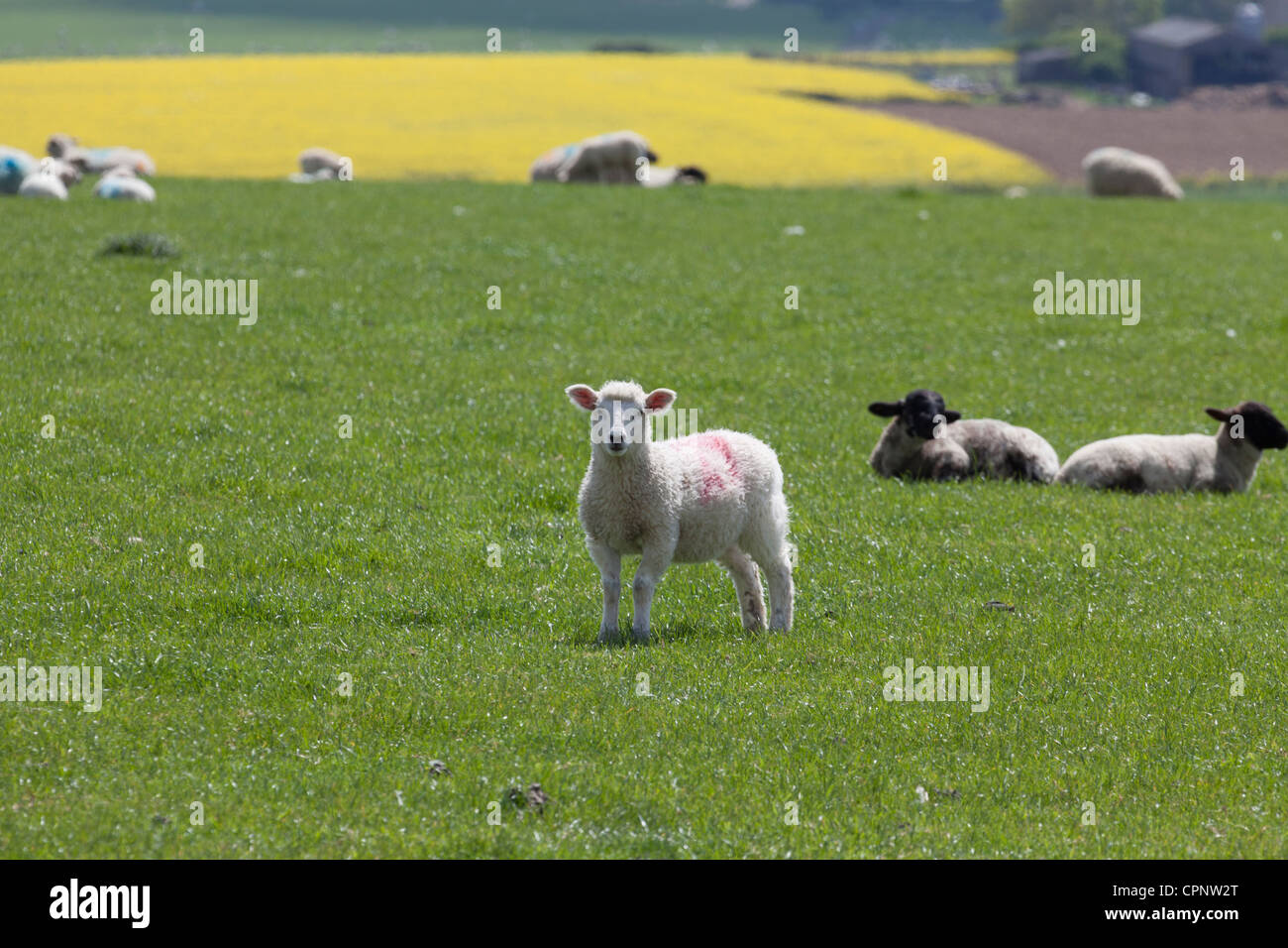 Sheep and lambs looking at camera hi-res stock photography and images ...
