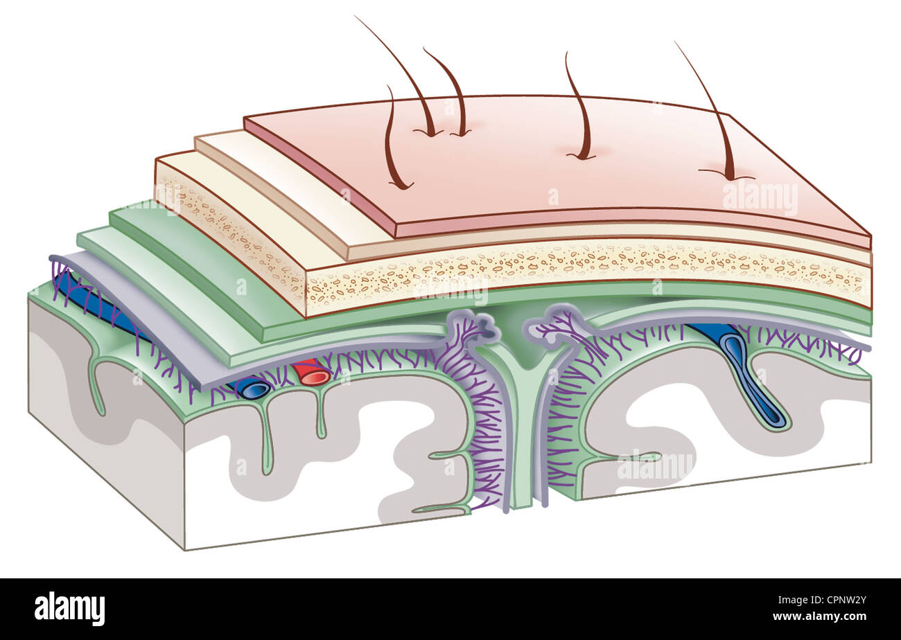 Meninges hi-res stock photography and images - Alamy