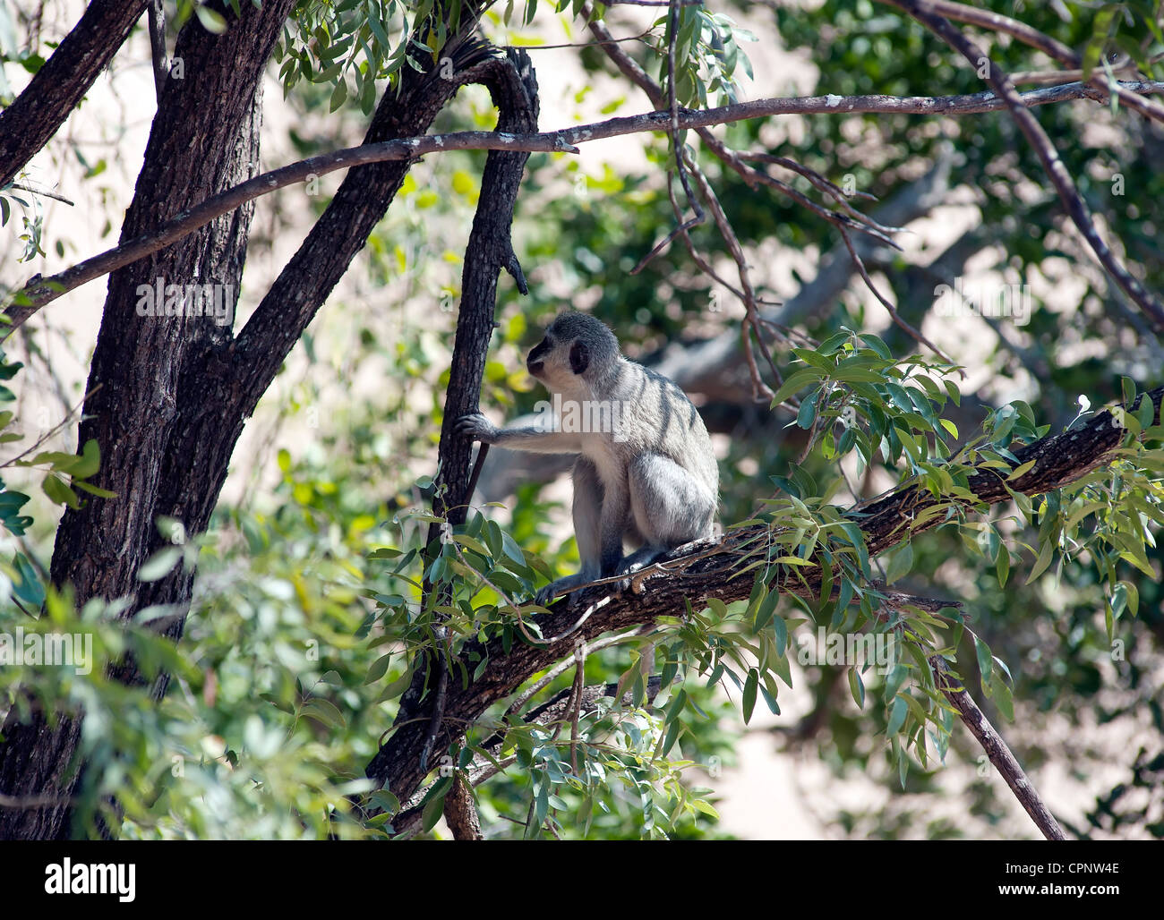 Vervet Monkey in tree in Thornybush Game Reserve, Kruger, South Africa ...