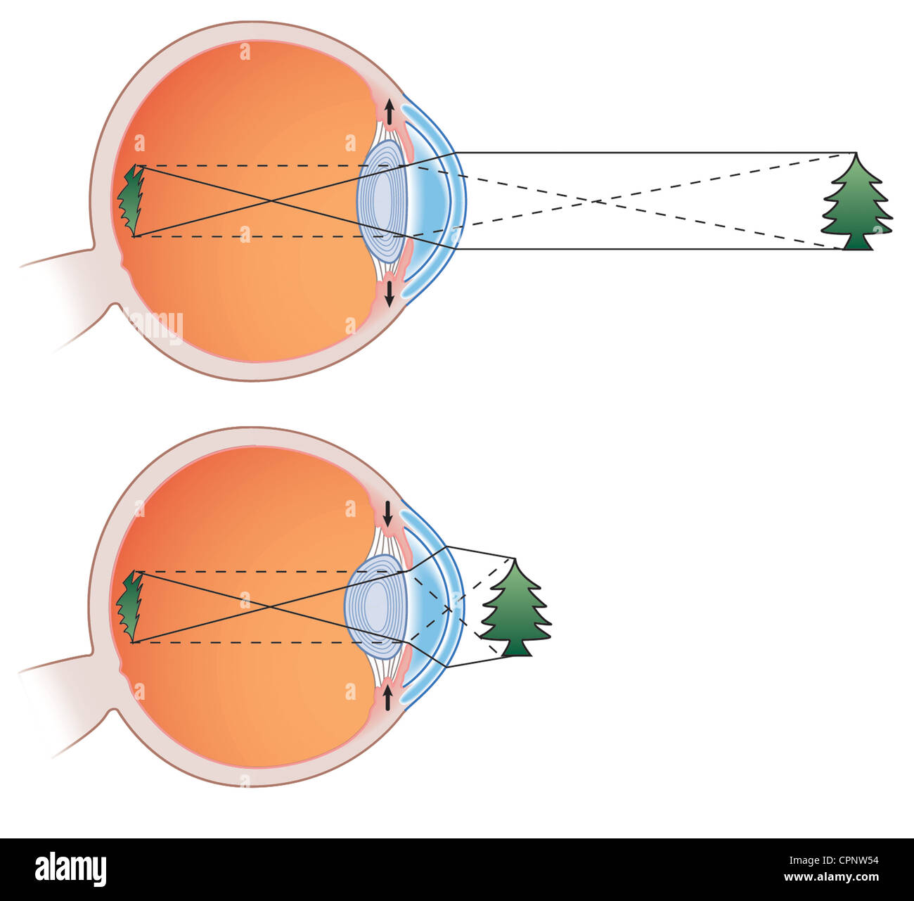 Eye muscles illustrations hi-res stock photography and images - Alamy