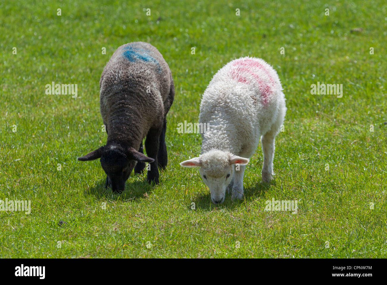 Two Lamb High Resolution Stock Photography and Images - Alamy