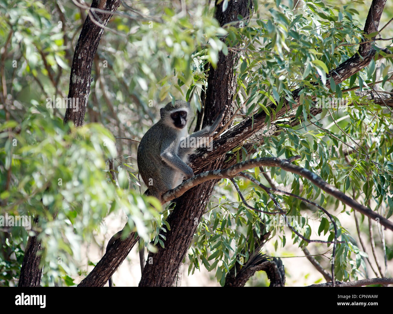 Vervet Monkey in tree in Thornybush Game Reserve, Kruger, South Africa ...