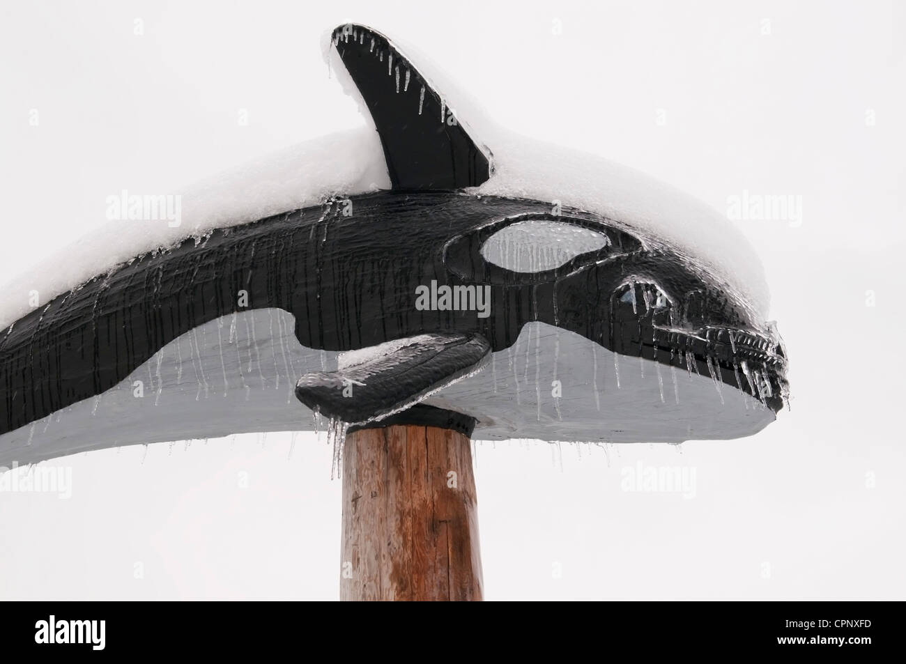 Snow, ice, and icicles cover the carved Orca artwork on Olympia's ...