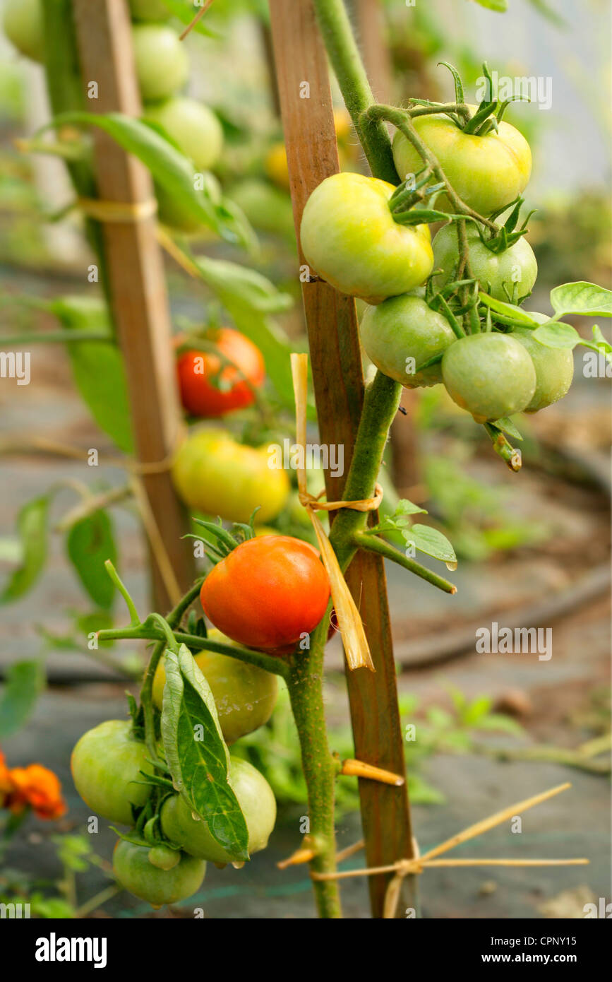 Tomato plants feed hi-res stock photography and images - Alamy