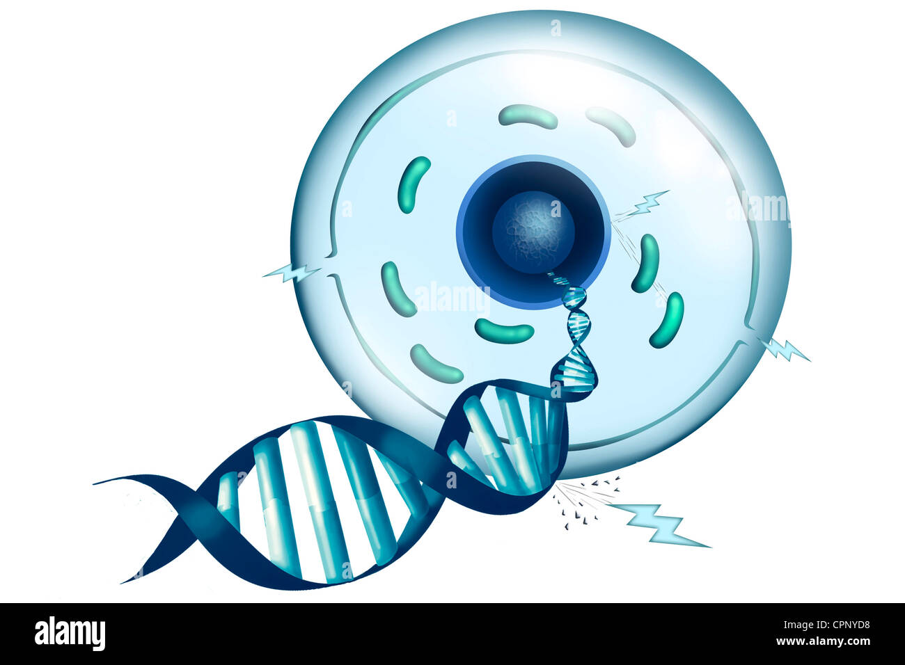 Oxygen free radicals hi-res stock photography and images - Alamy