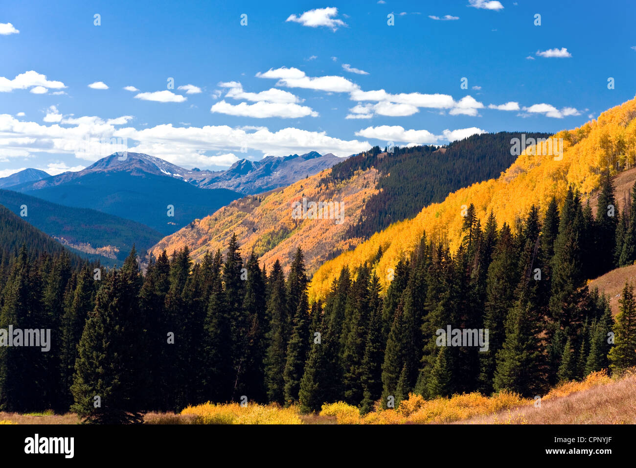 Vail, Colorado: Aspens turning color on Shrine Pass Road Stock Photo ...