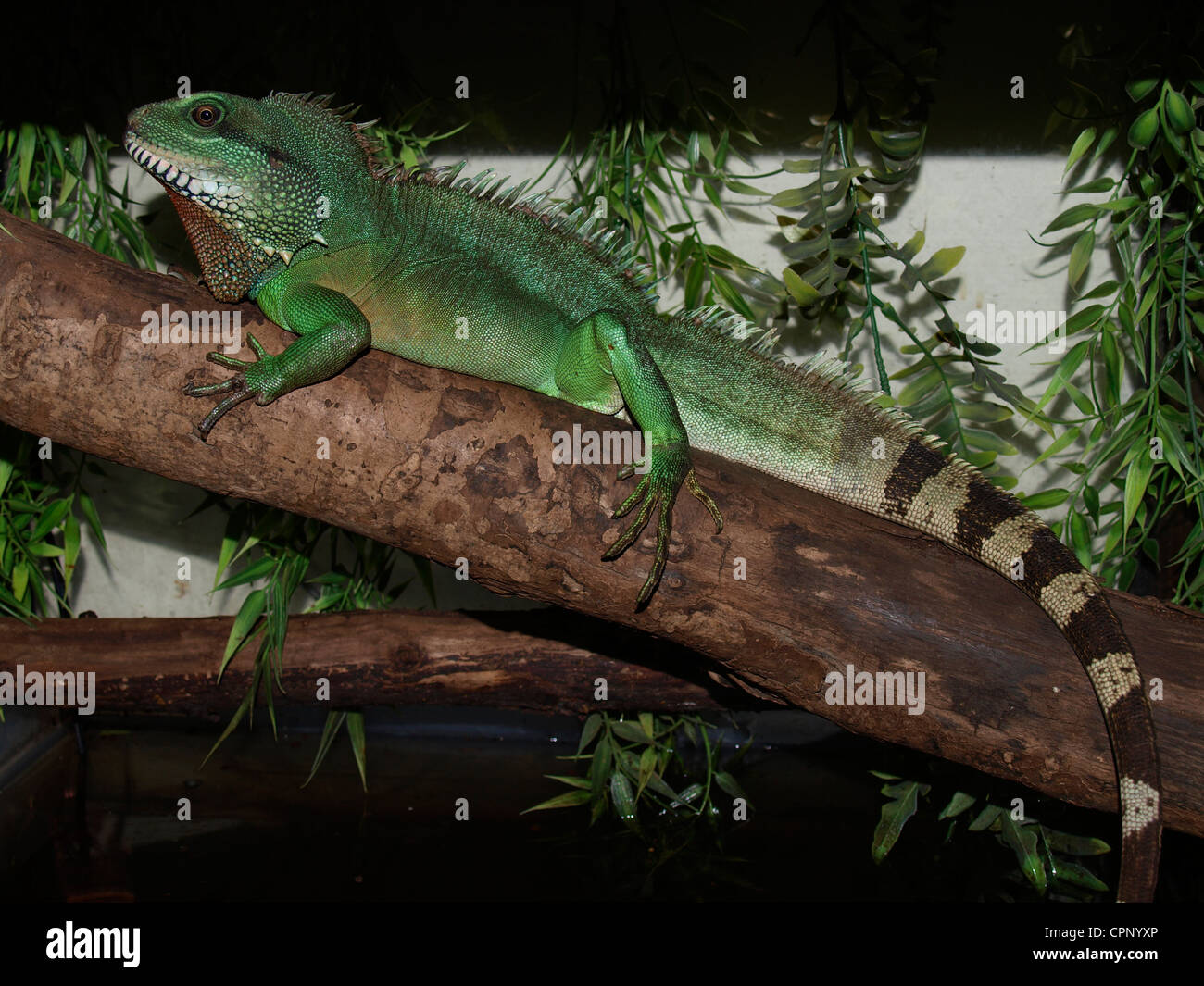 Large Male Water Dragon Stock Photo - Alamy