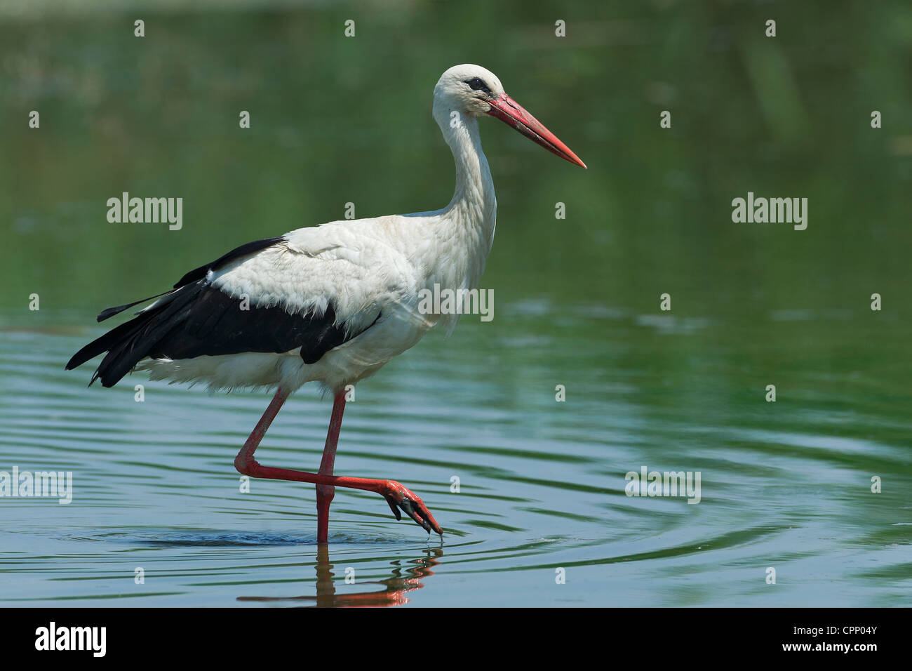 a White Stork walking in a marsh Stock Photo - Alamy