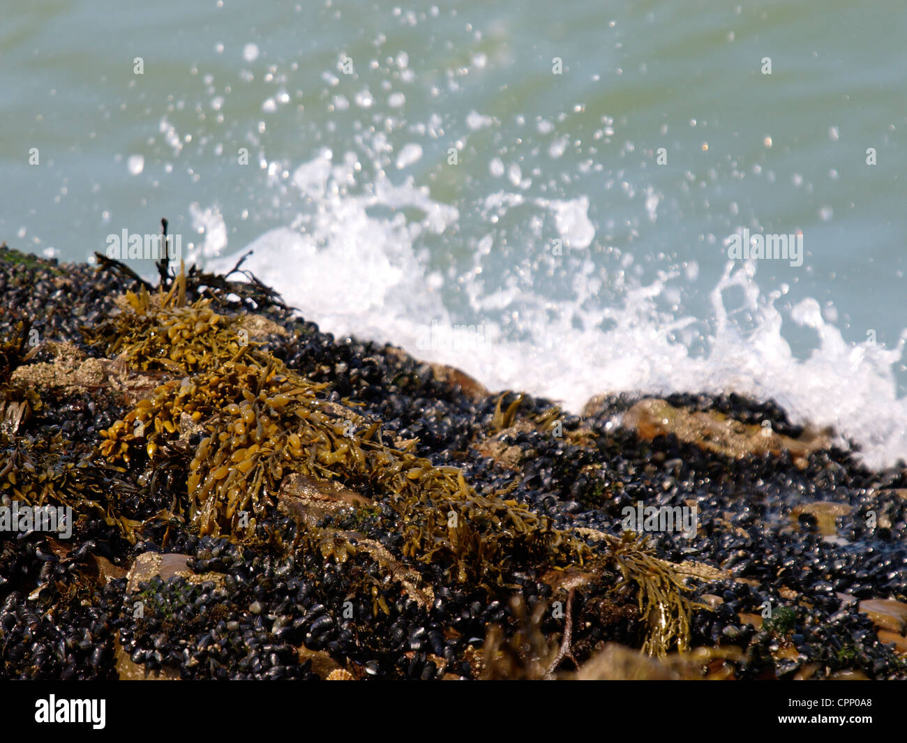 Mussels and seaweed, Cornwall, UK Stock Photo - Alamy