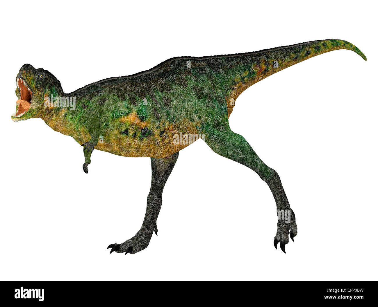 Illustration of a Aucasaurus (dinosaur species) isolated on a white ...