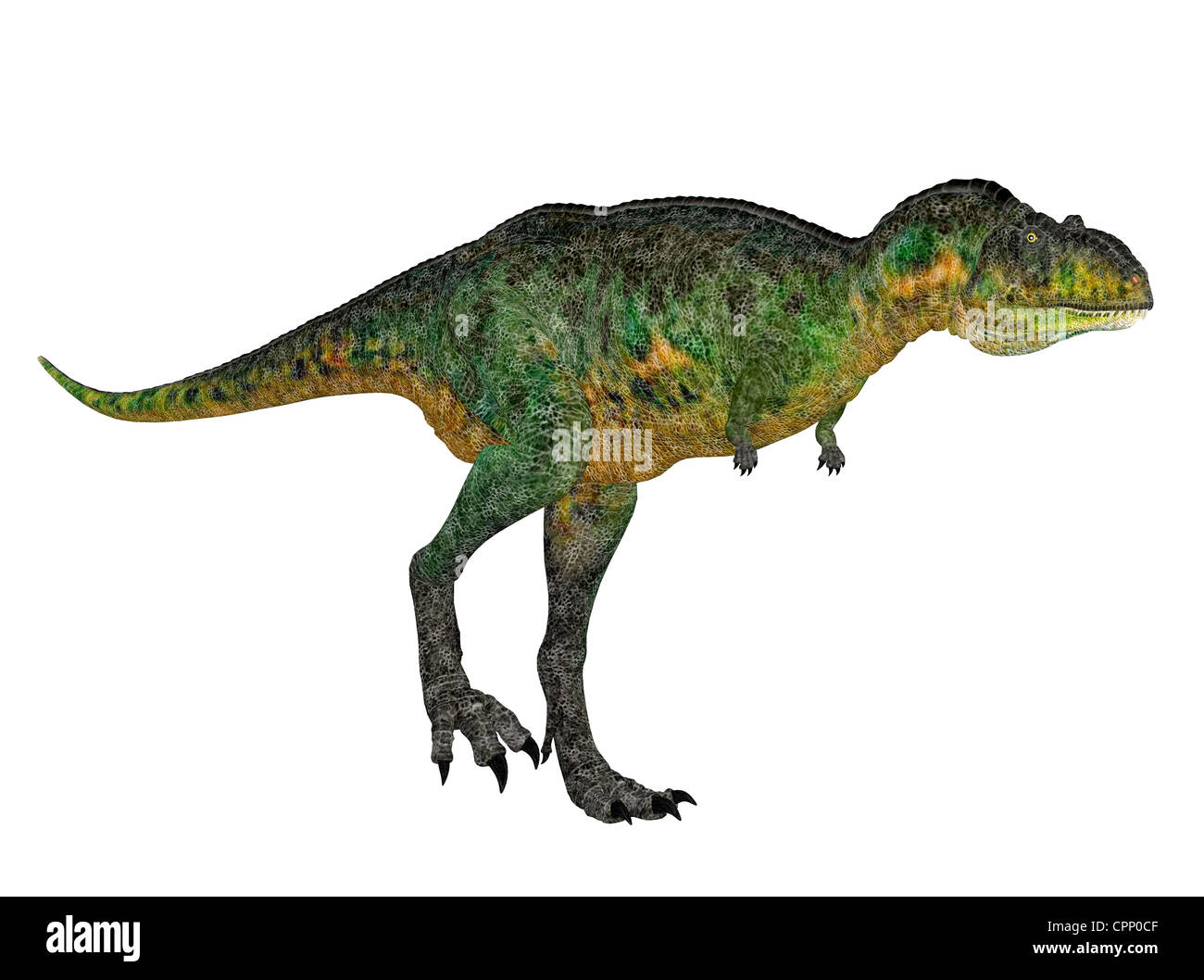 Illustration of a Aucasaurus (dinosaur species) isolated on a white ...
