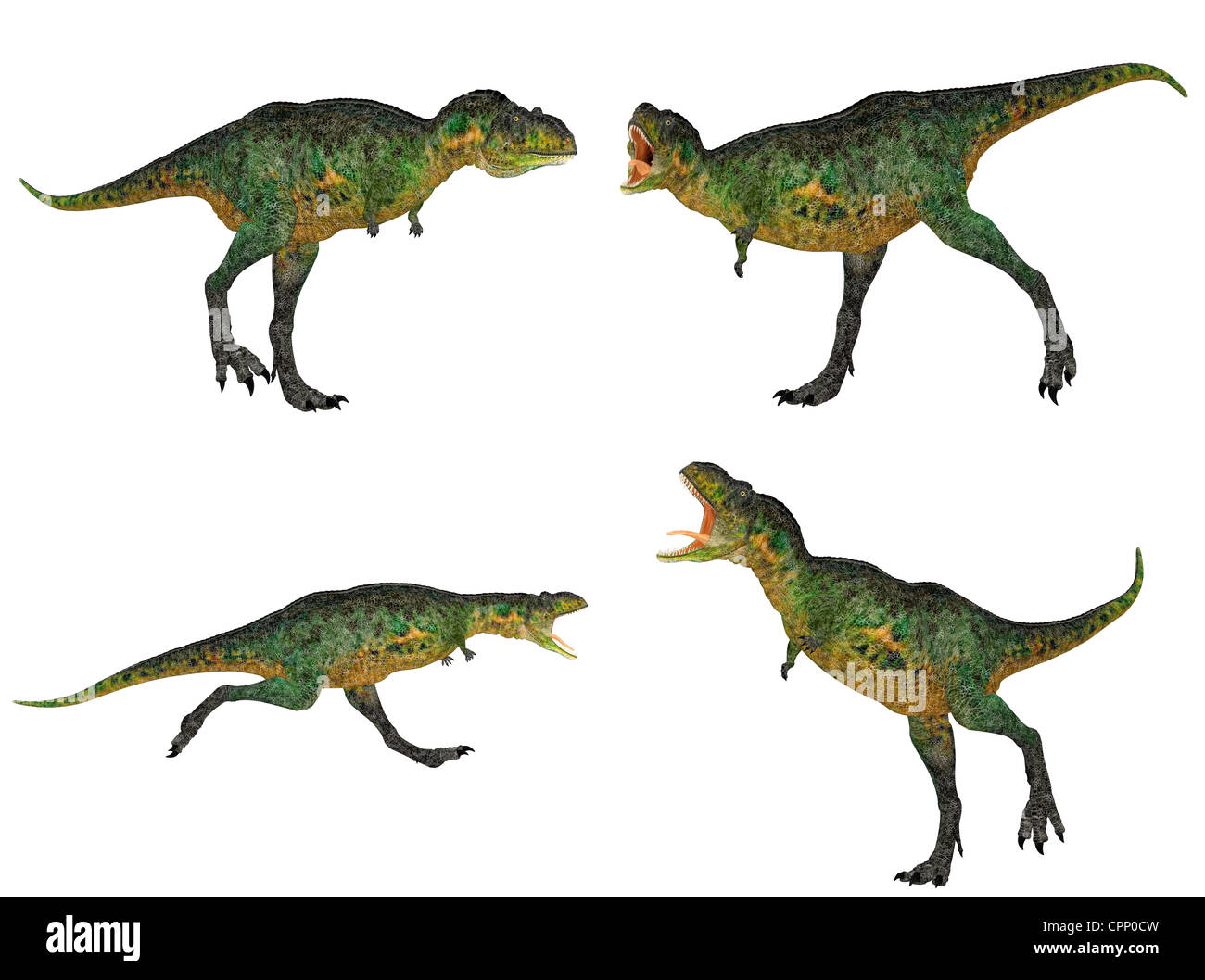 Illustration of a pack of four (4) Aucasaurus with different poses ...