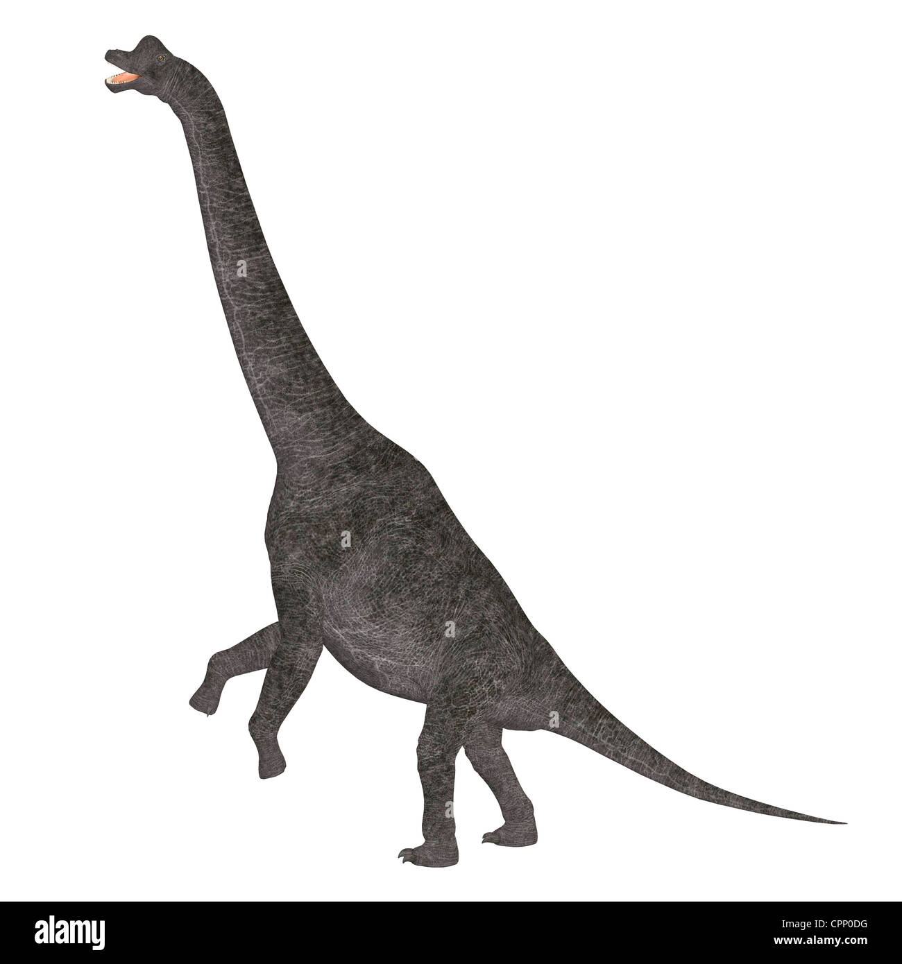 Illustration of a Brachiosaurus (dinosaur species) isolated on a white ...
