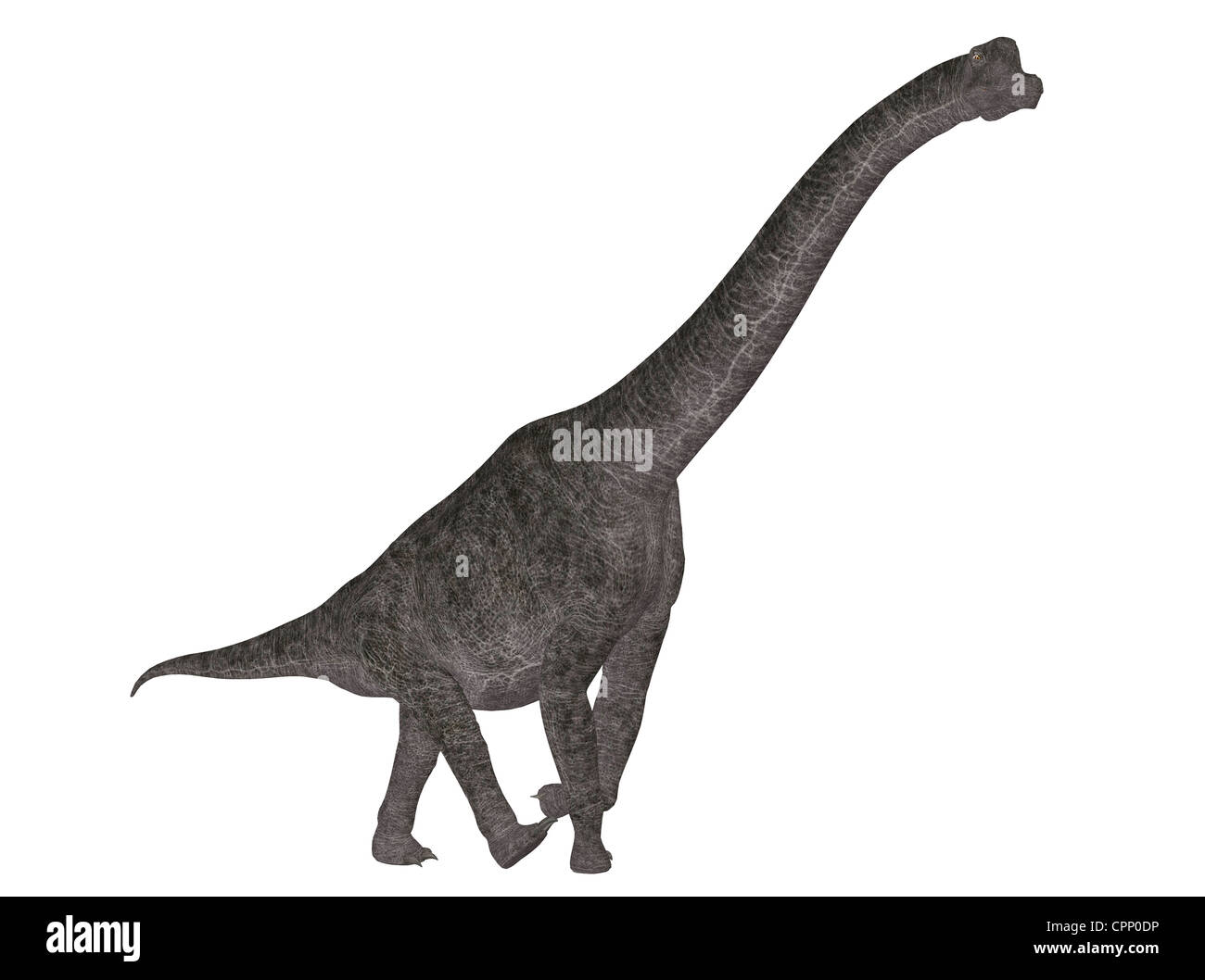 Illustration of a Brachiosaurus (dinosaur species) isolated on a white ...