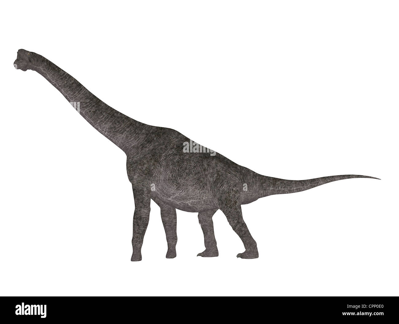 Illustration of a Brachiosaurus (dinosaur species) isolated on a white ...