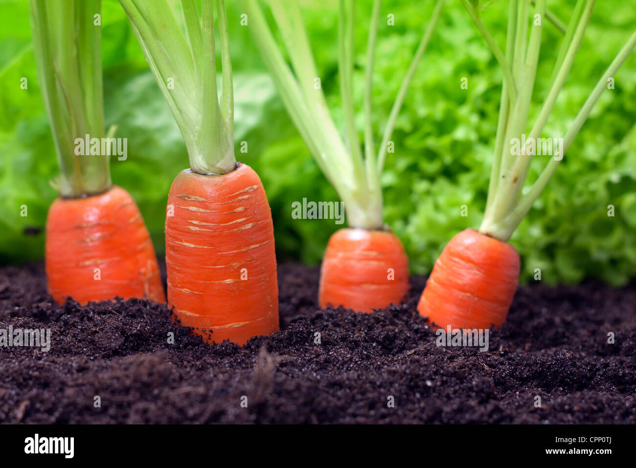 carrots growing in the garden Stock Photo - Alamy