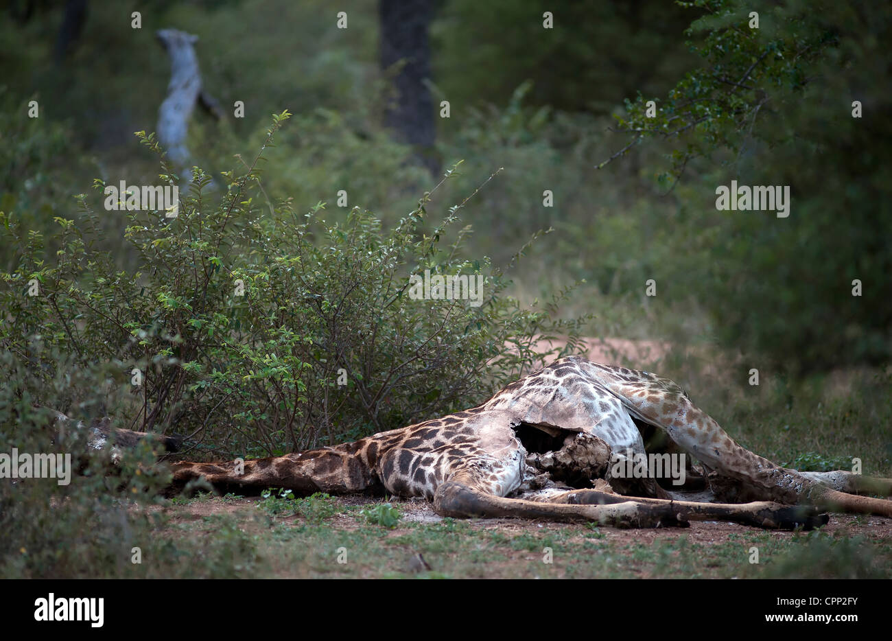 Dead Giraffe In Dumpster