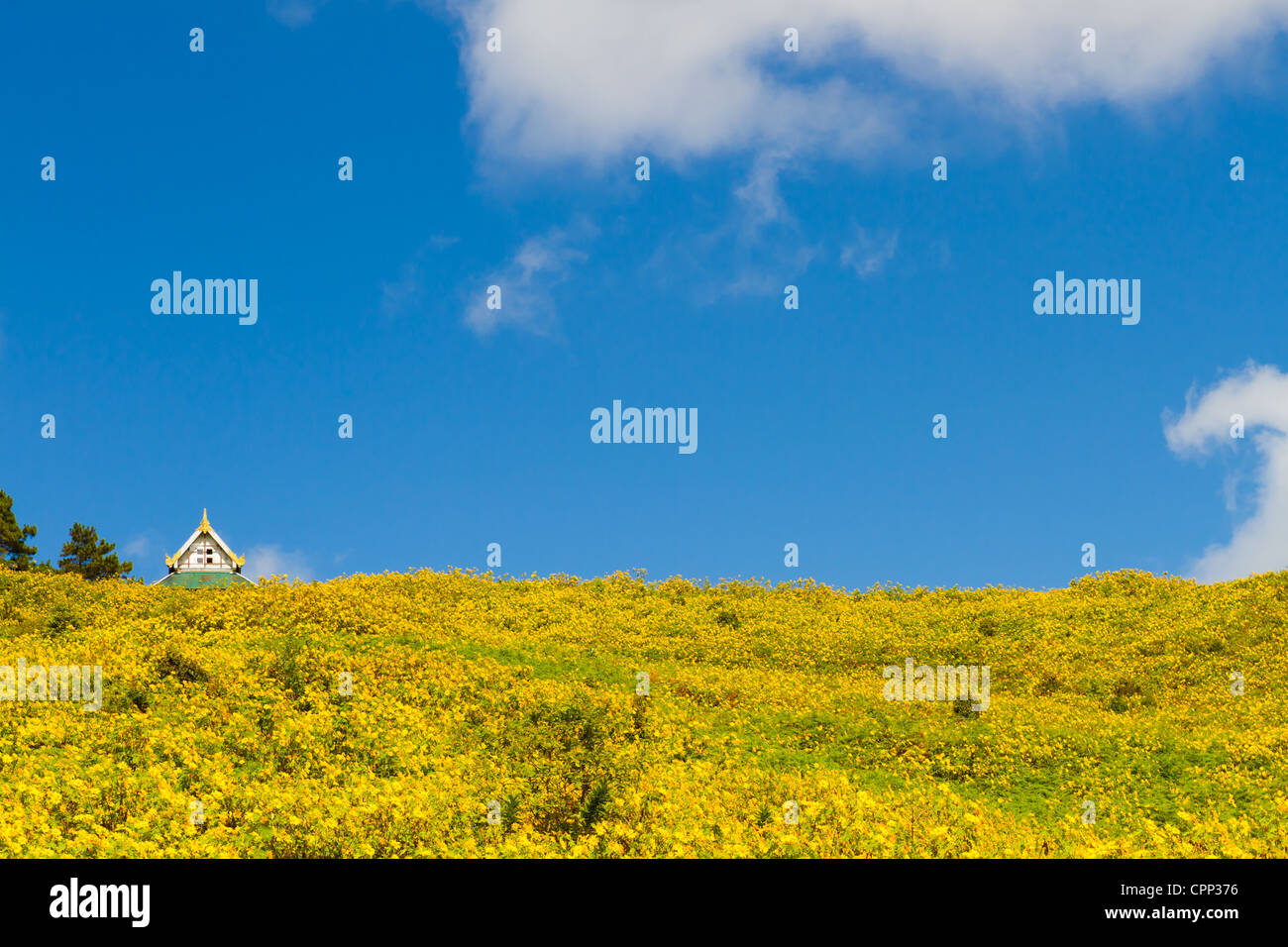 Public pavilion and the sunflower weed field with blue sky background ...