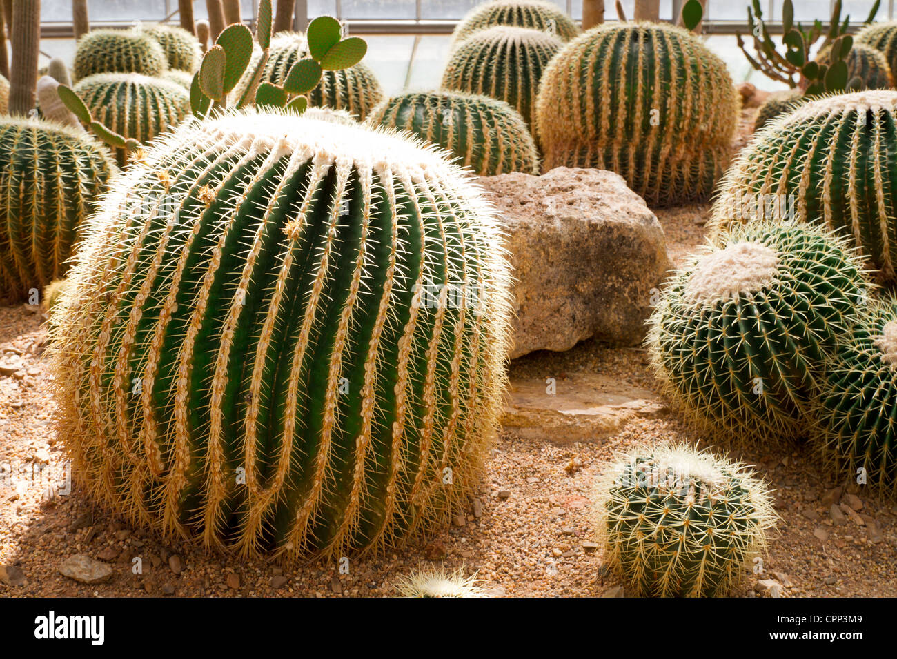 Cactus in a dome Stock Photo - Alamy