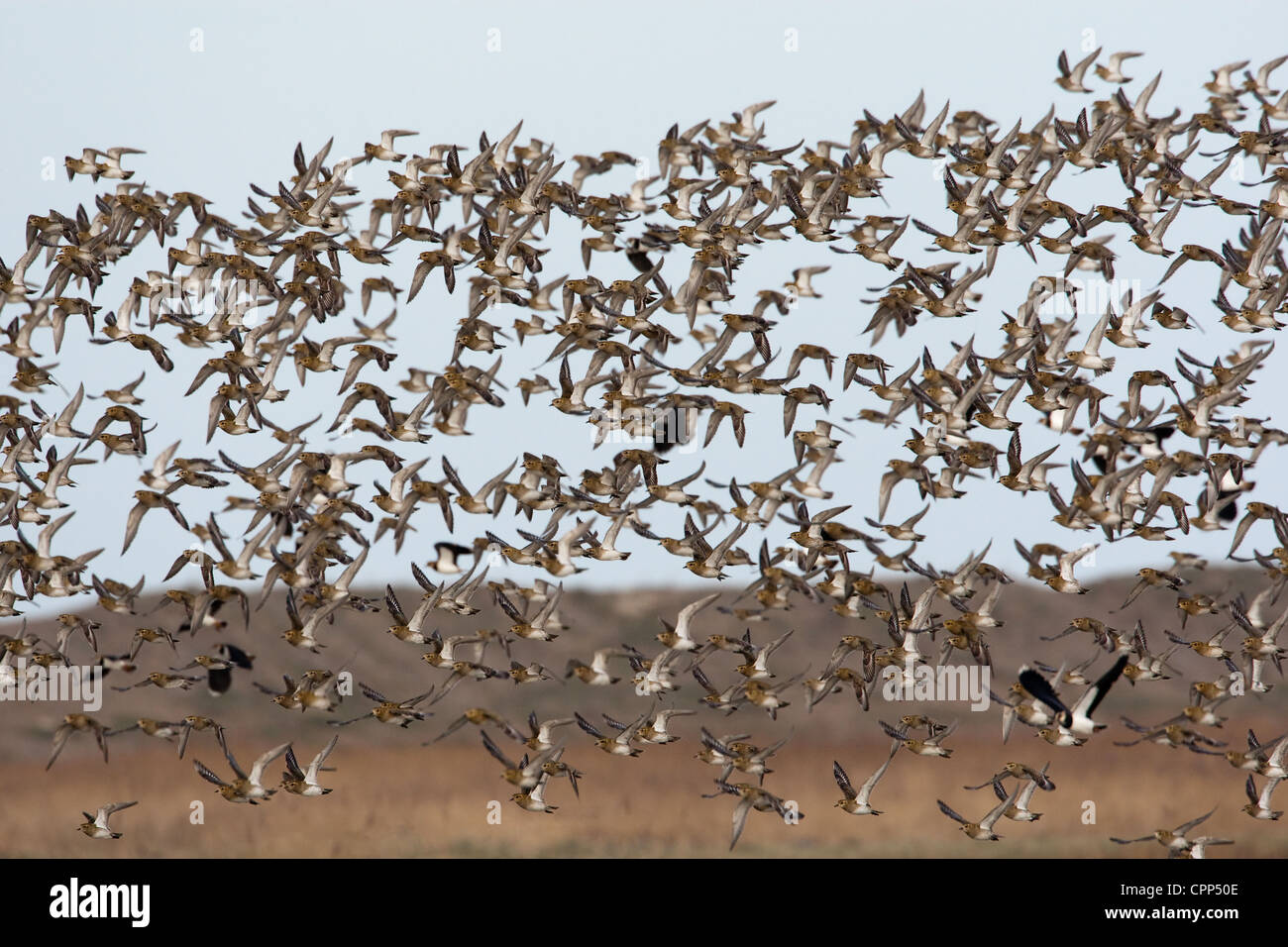 Golden plovers winter plumage hi-res stock photography and images - Alamy