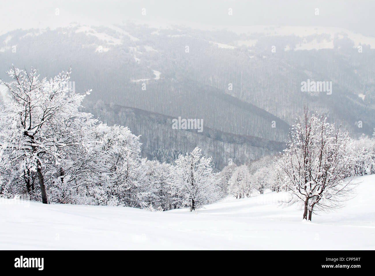 Ice crystal forest in snow hi-res stock photography and images - Alamy