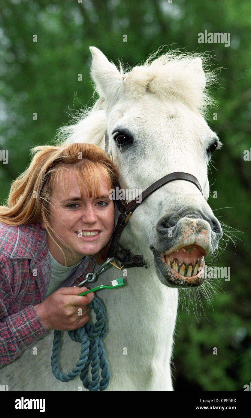 Cleaning a horses teeth Uk Stock Photo - Alamy