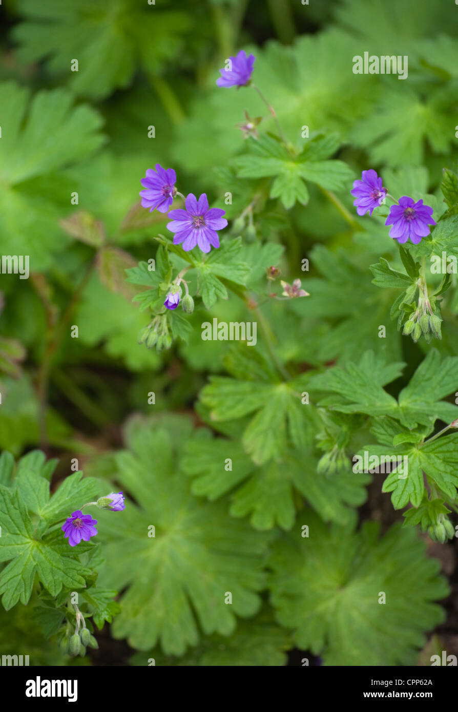 Geranium pyrenaicum hi-res stock photography and images - Alamy