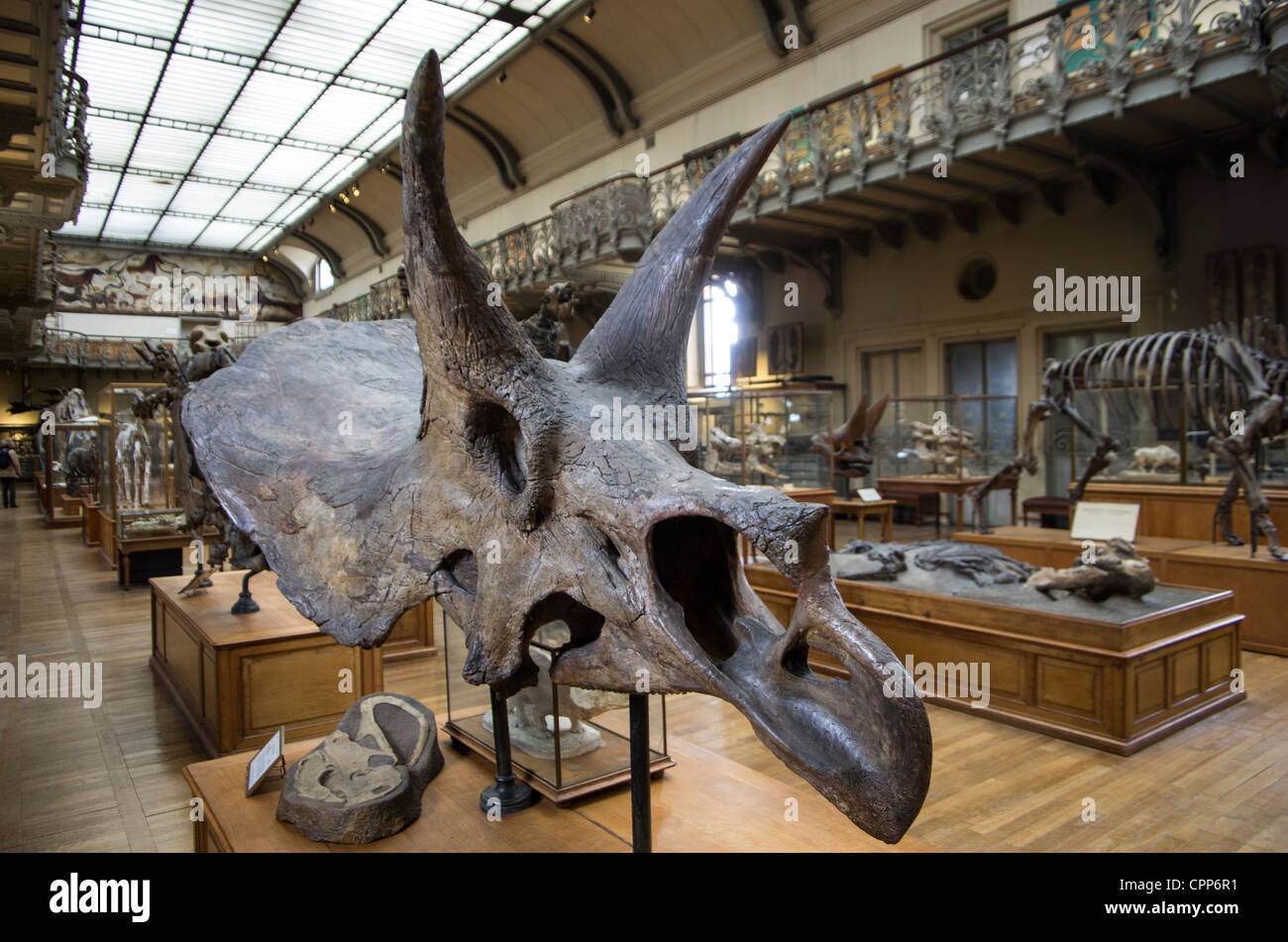 Museum natural history paris dinosaurs hi-res stock photography and ...
