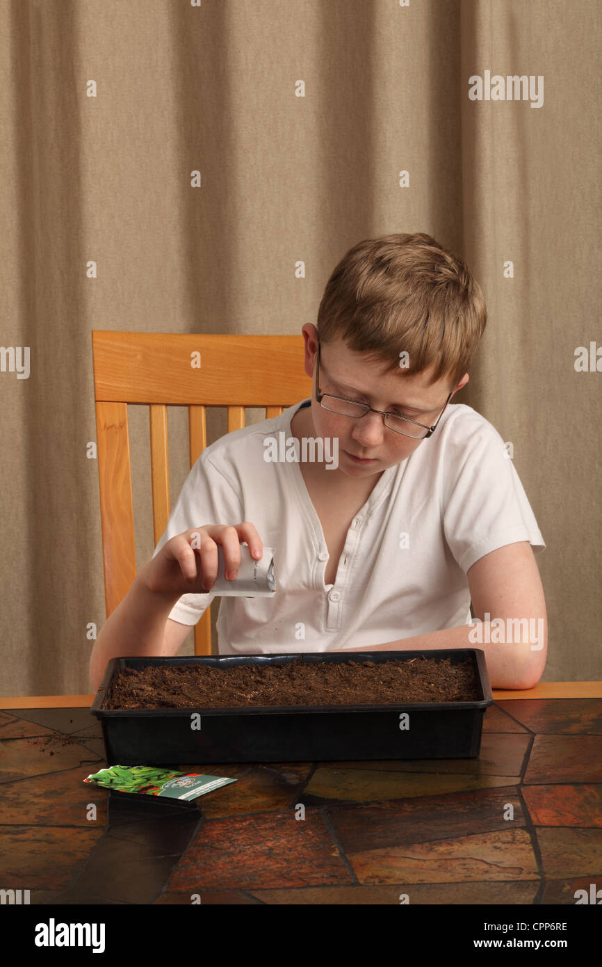 A 12 year old boy sowing seeds from a seed packet into a seed tray ...