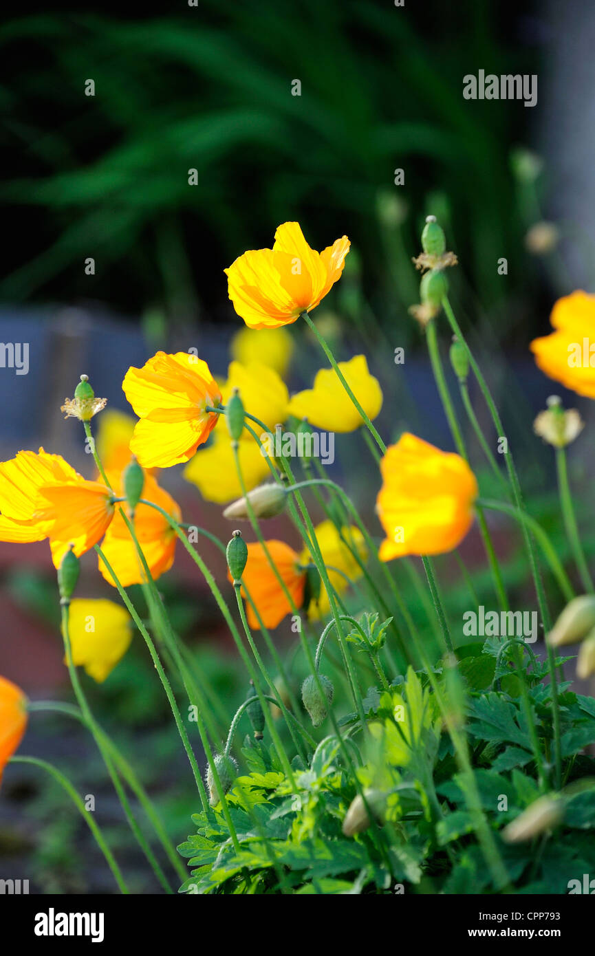 The brilliant and vivid yellow of the yellow poppy Stock Photo - Alamy