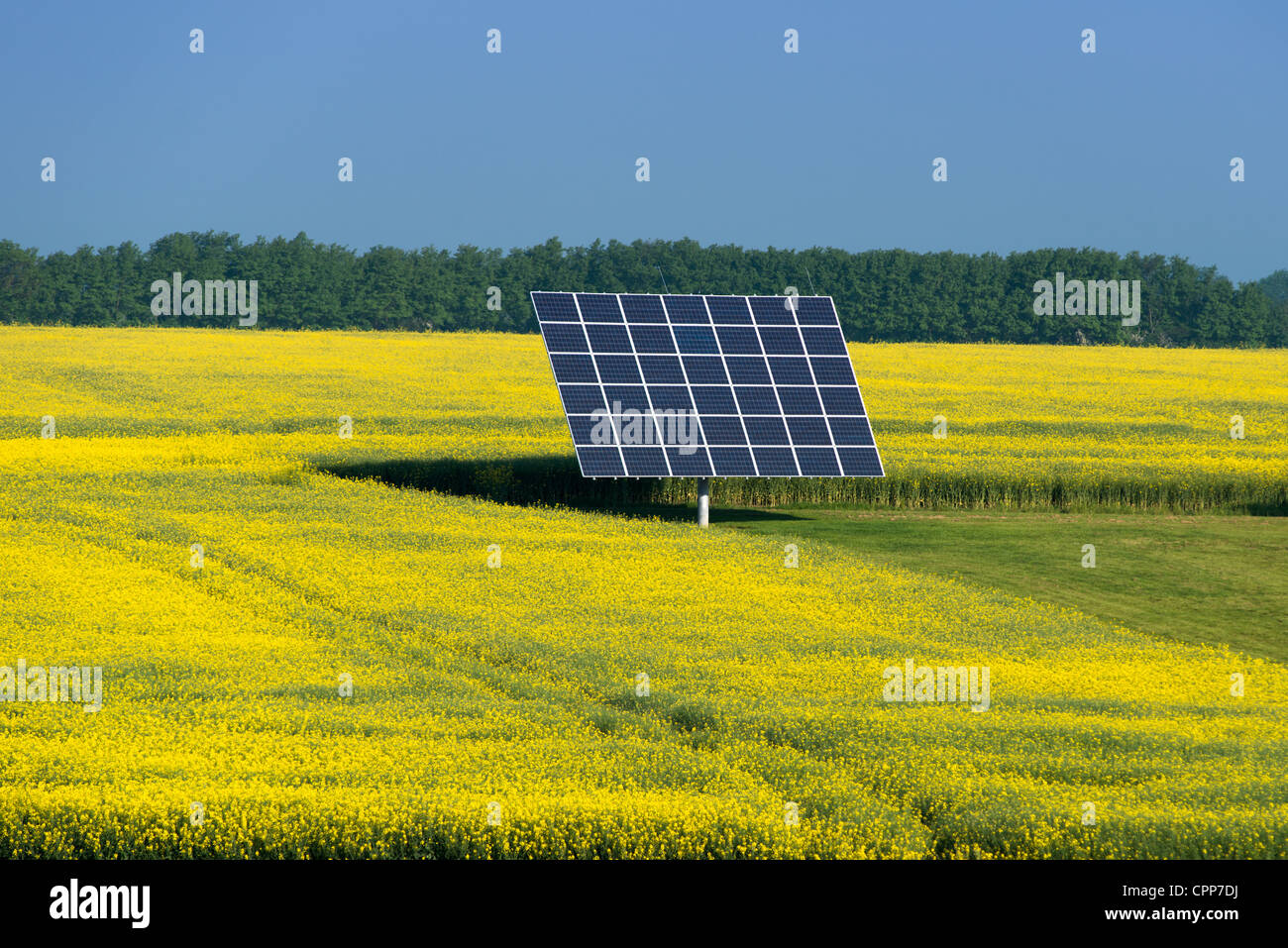 Solar panels in a field of oil seed rape. Cambridgeshire, England Stock ...