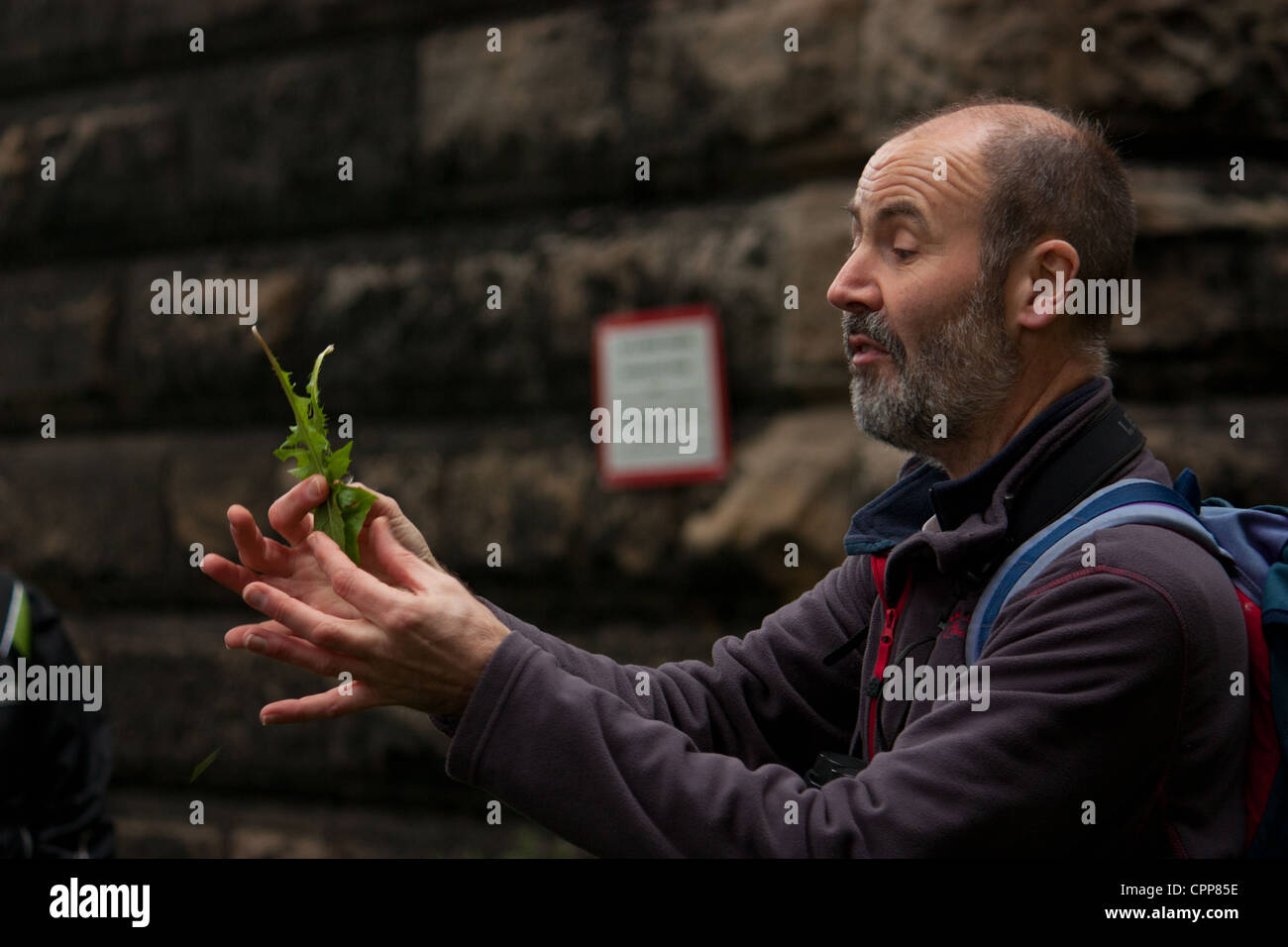 A man talks about dandelion leaves to a group of people, on an artist ...