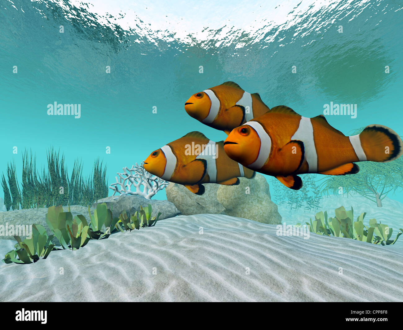 Three cute Clownfish swim together and watch for predators Stock Photo ...