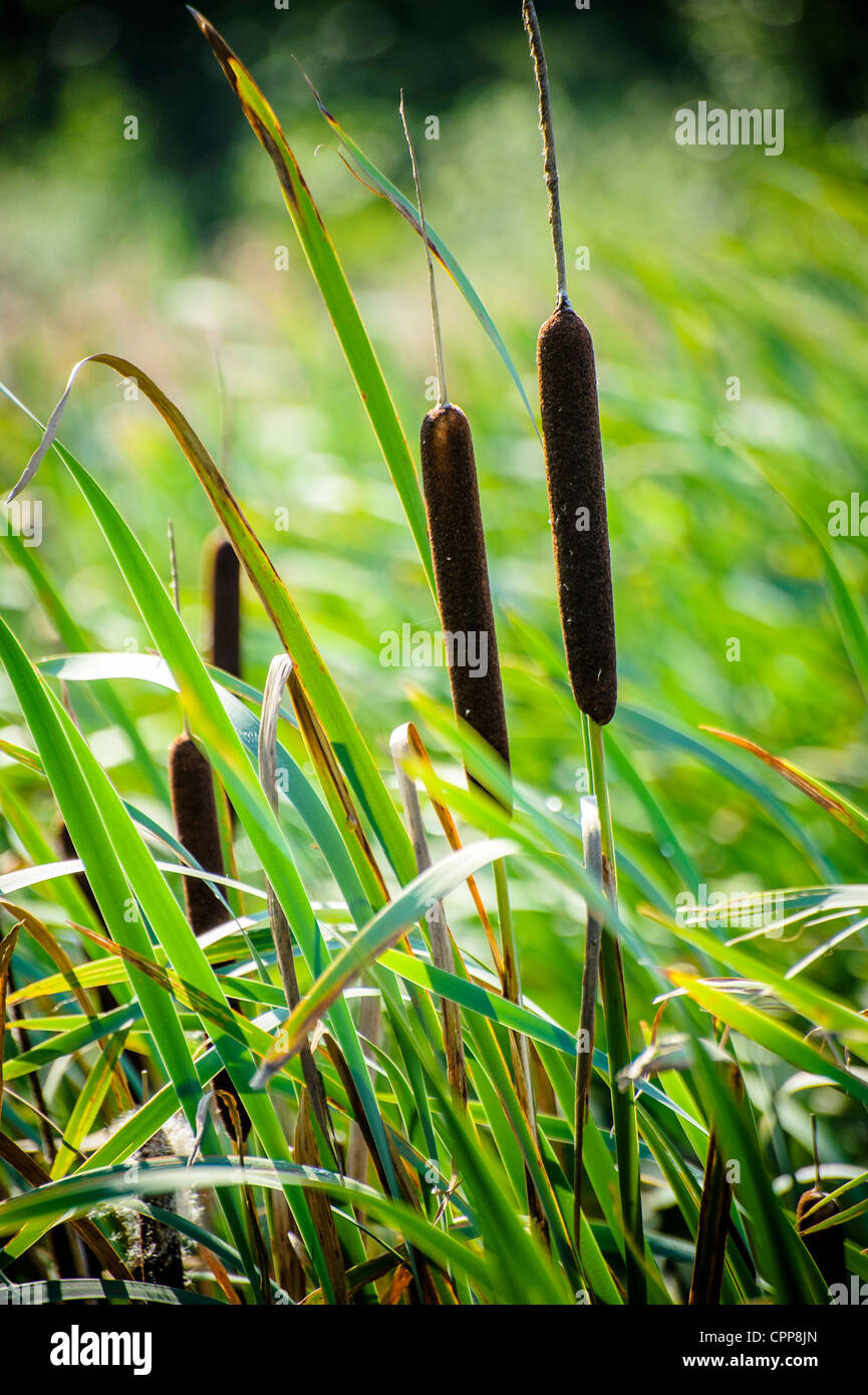 Reed border hi-res stock photography and images - Alamy