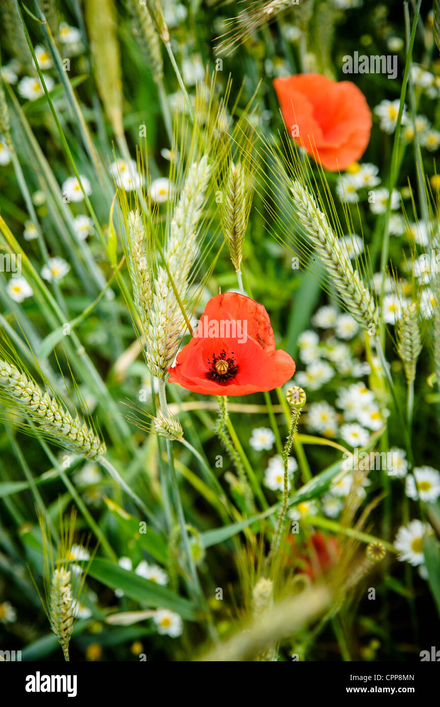 two poppy flowers in field Stock Photo - Alamy