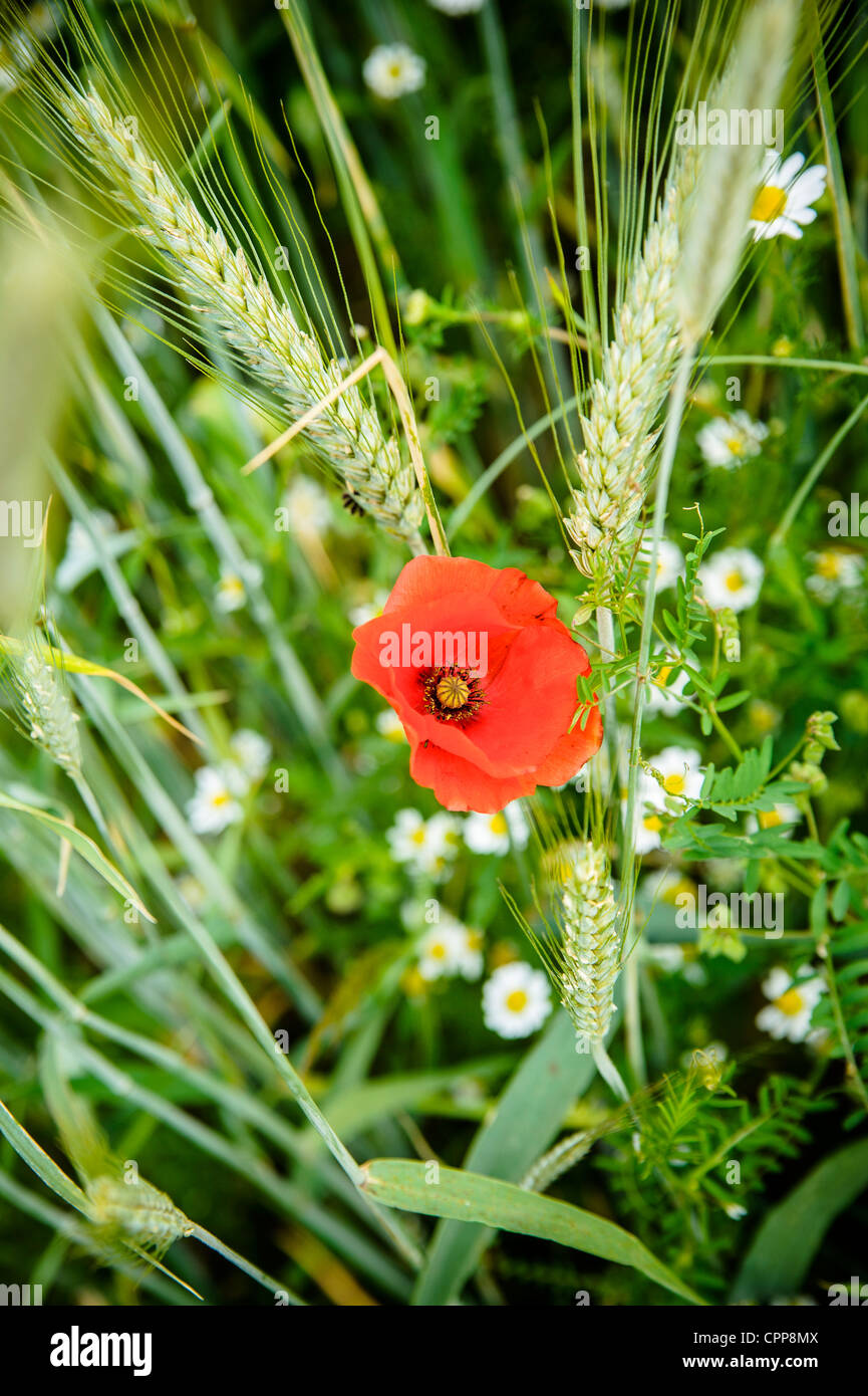 Side of poppy hi-res stock photography and images - Alamy