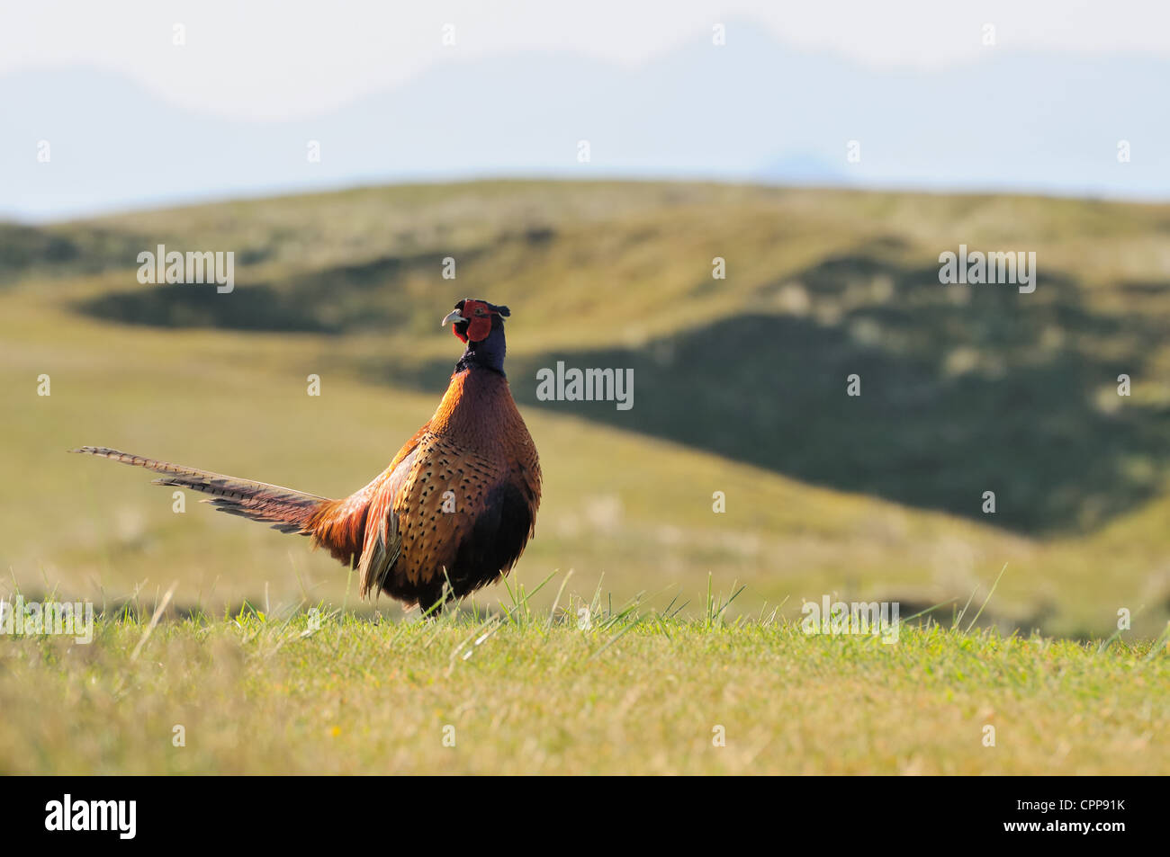 A pheasant (Phasianinae) roaming the Scottish countryside near ...